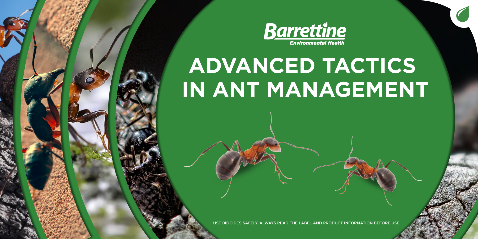Advanced Tactics in Ant Management | Barrettine Environmental Health